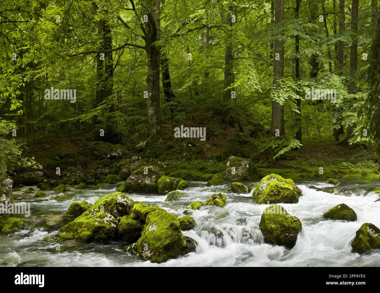 Common beech (Fagus sylvatica) rocky montane forest area with river ...