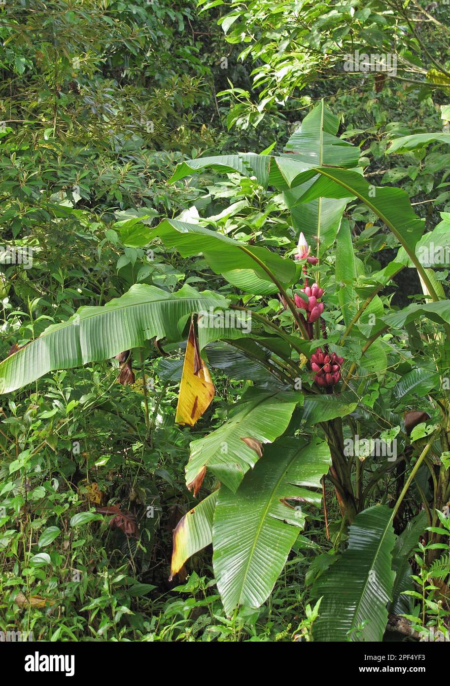 Pink red banana (Musa velutina) in fruit, growing in the forest, Canopy ...