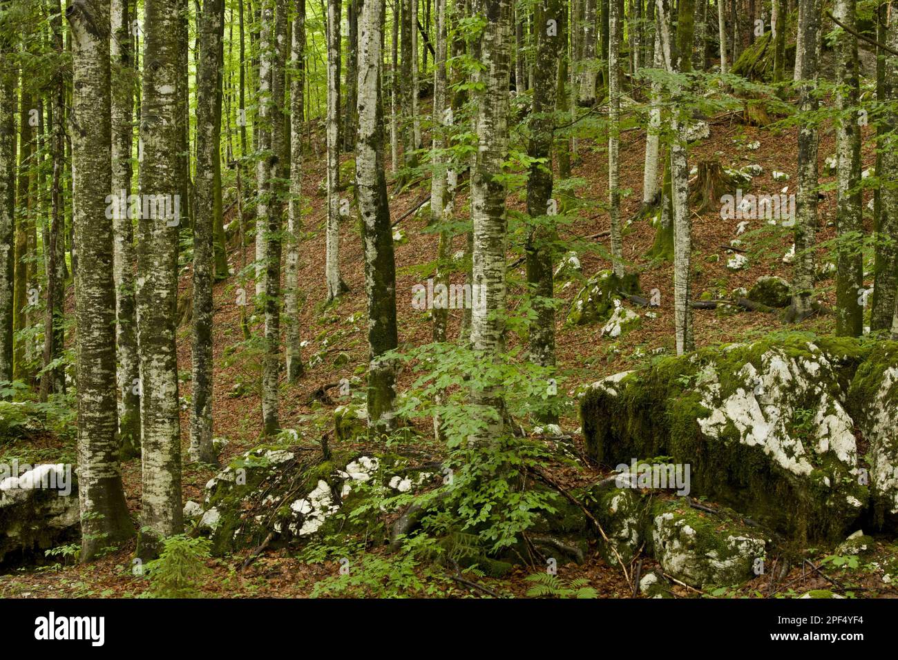 Common beech (Fagus sylvatica) old forest habitat on limestone, Triglav ...