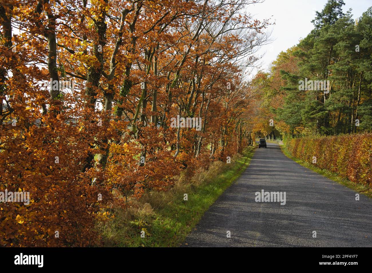 Beech (Fagus sylvatica) hedge, with autumn coloured leaves, growing on ...