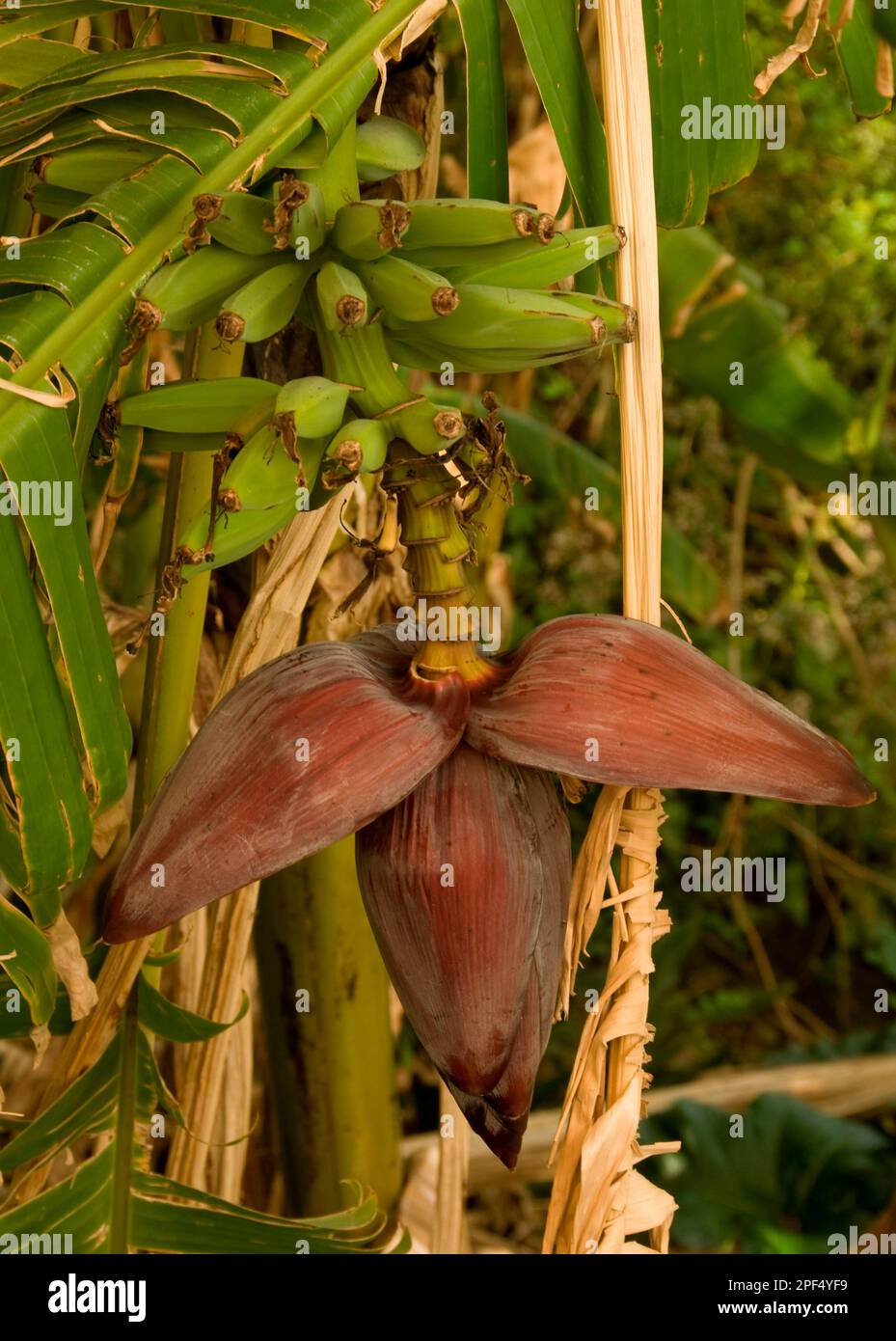 Banana (Musa acuminata) Close-up of female fruit and male flower, Port ...