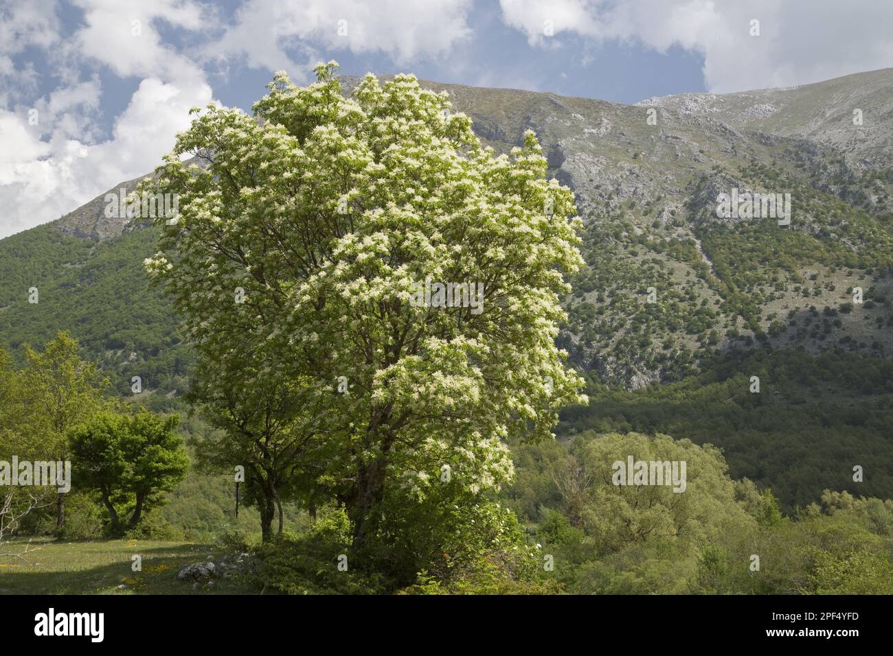 Manna ash (Fraxinus ornus), flowering, growing at the site Mountain ...