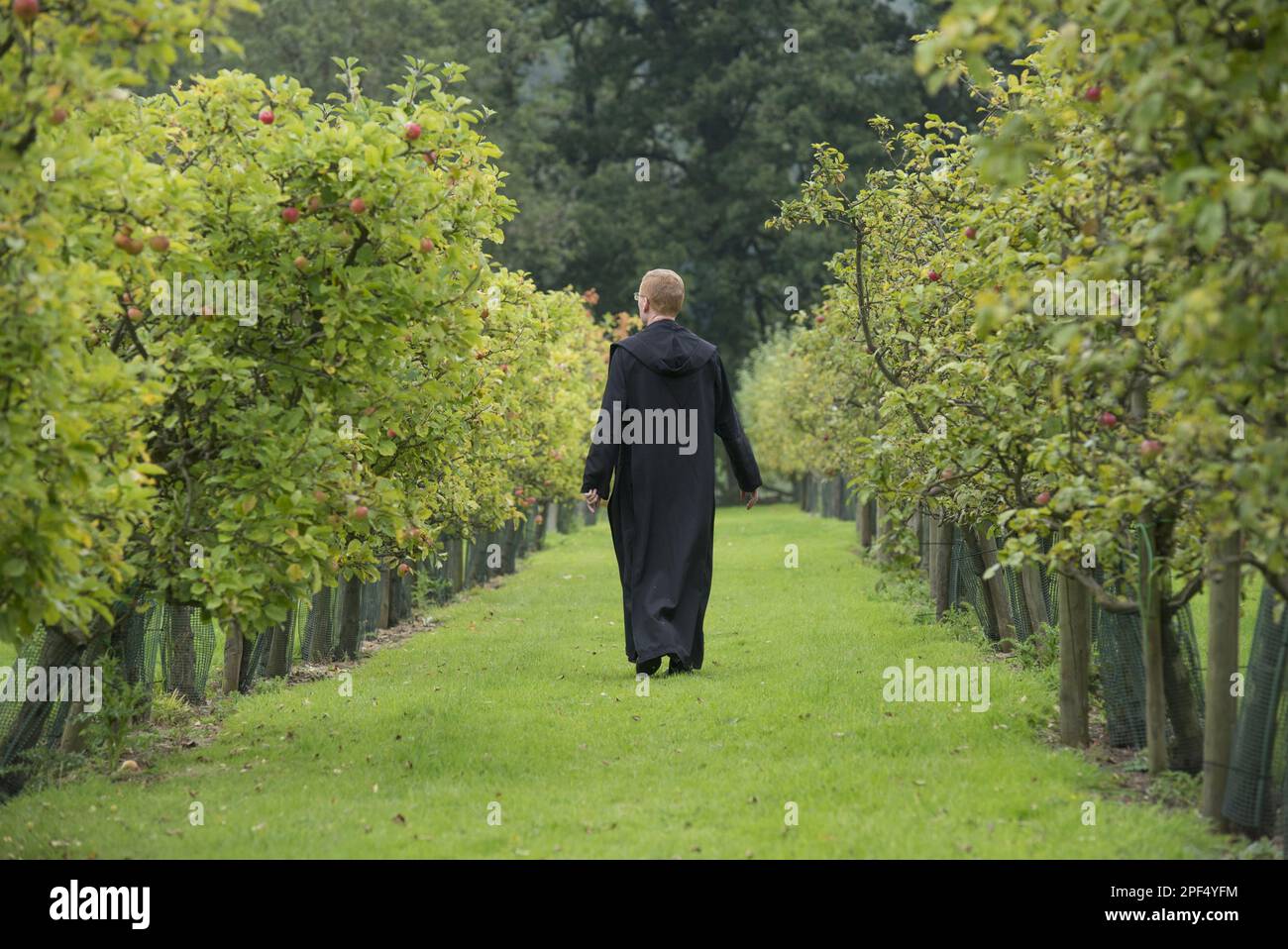 Orchard with cultivated apple tree (Malus domestica), monk among trees ...