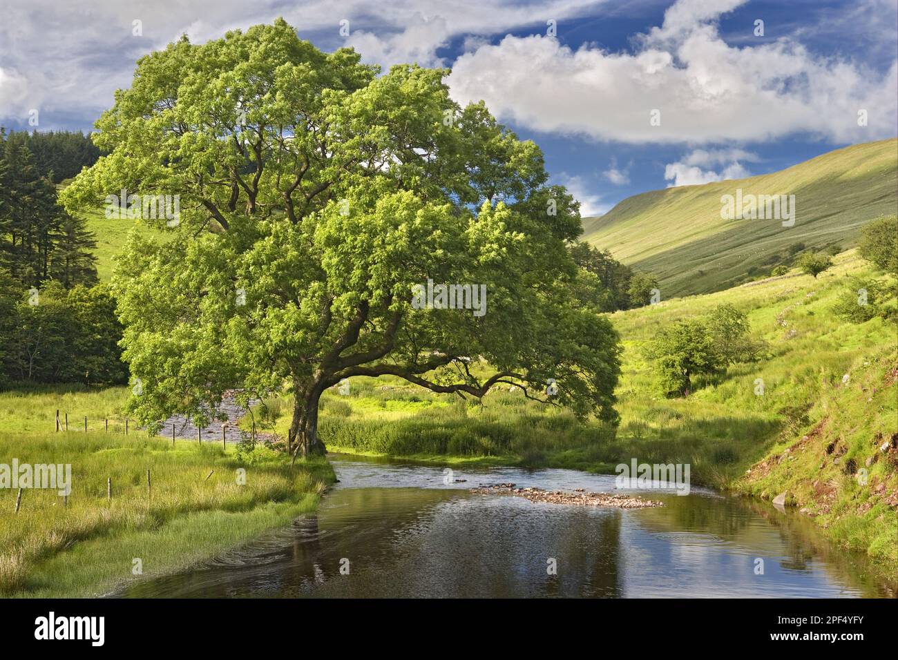 European ash common ash p hi-res stock photography and images - Alamy