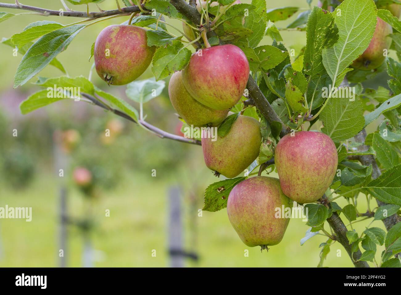 Apple tree (Malus domestica) 'Adam's Pearmain', close-up of the fruit ...