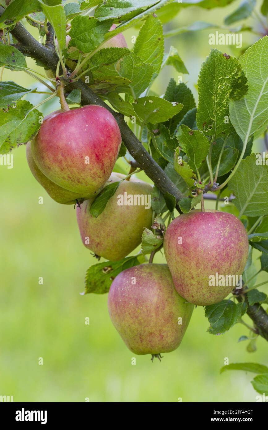 Apple tree (Malus domestica) 'Adam's Pearmain', close-up of the fruit ...