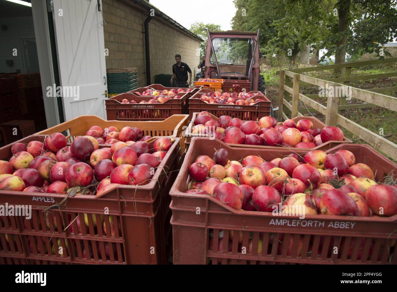 Cultivated apple harvested fruit, apple tree (Malus domestica) ready ...