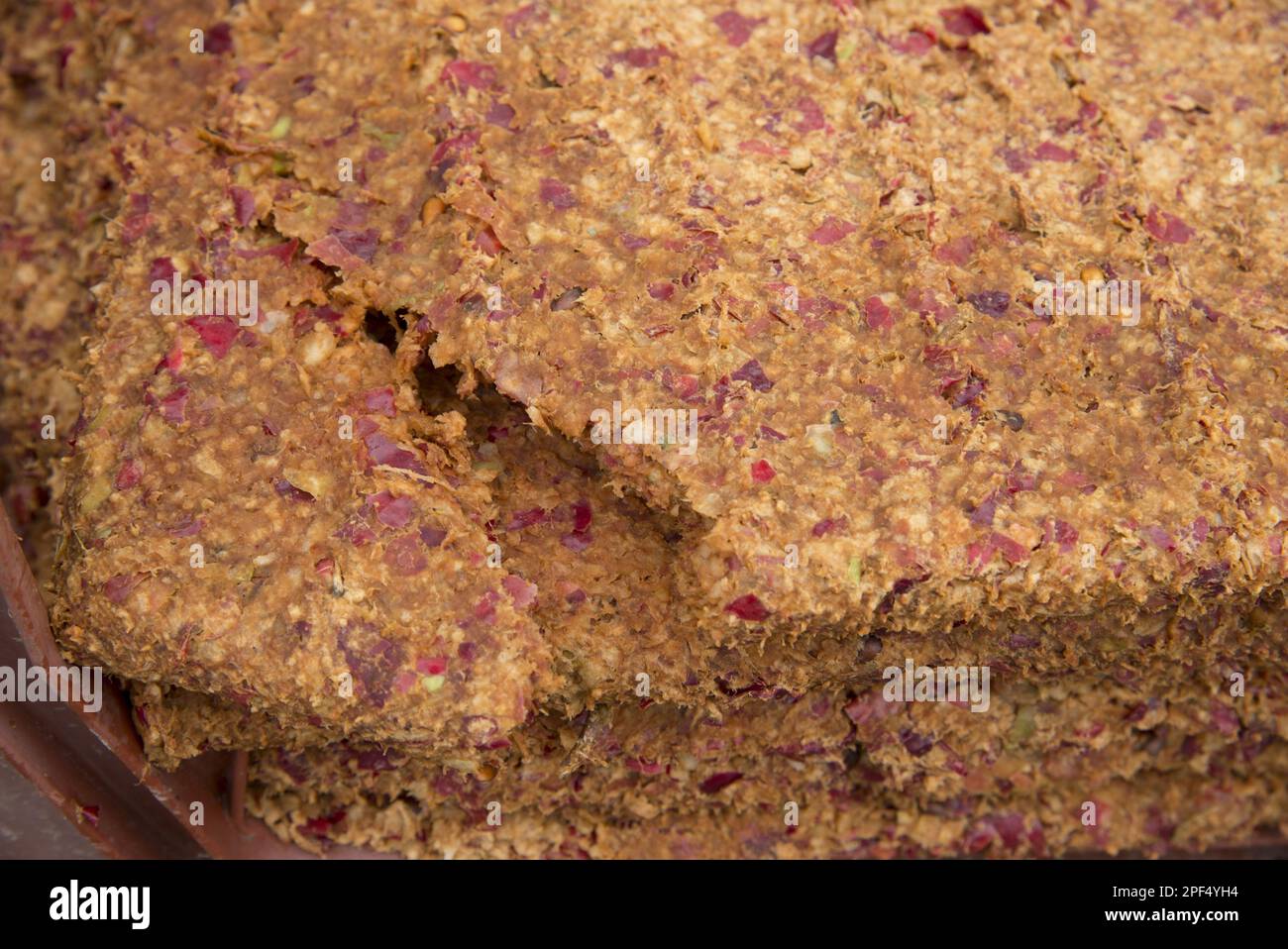 Apple tree (Malus domestica) 'Cake', left over from pressing cider ...