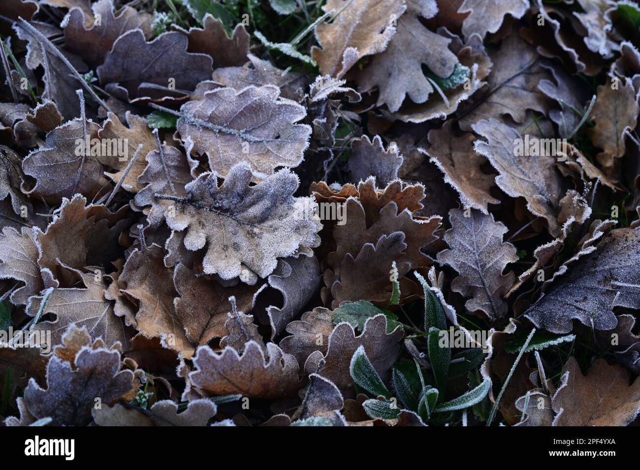 Frozen oak tree leaves, background Stock Photo - Alamy