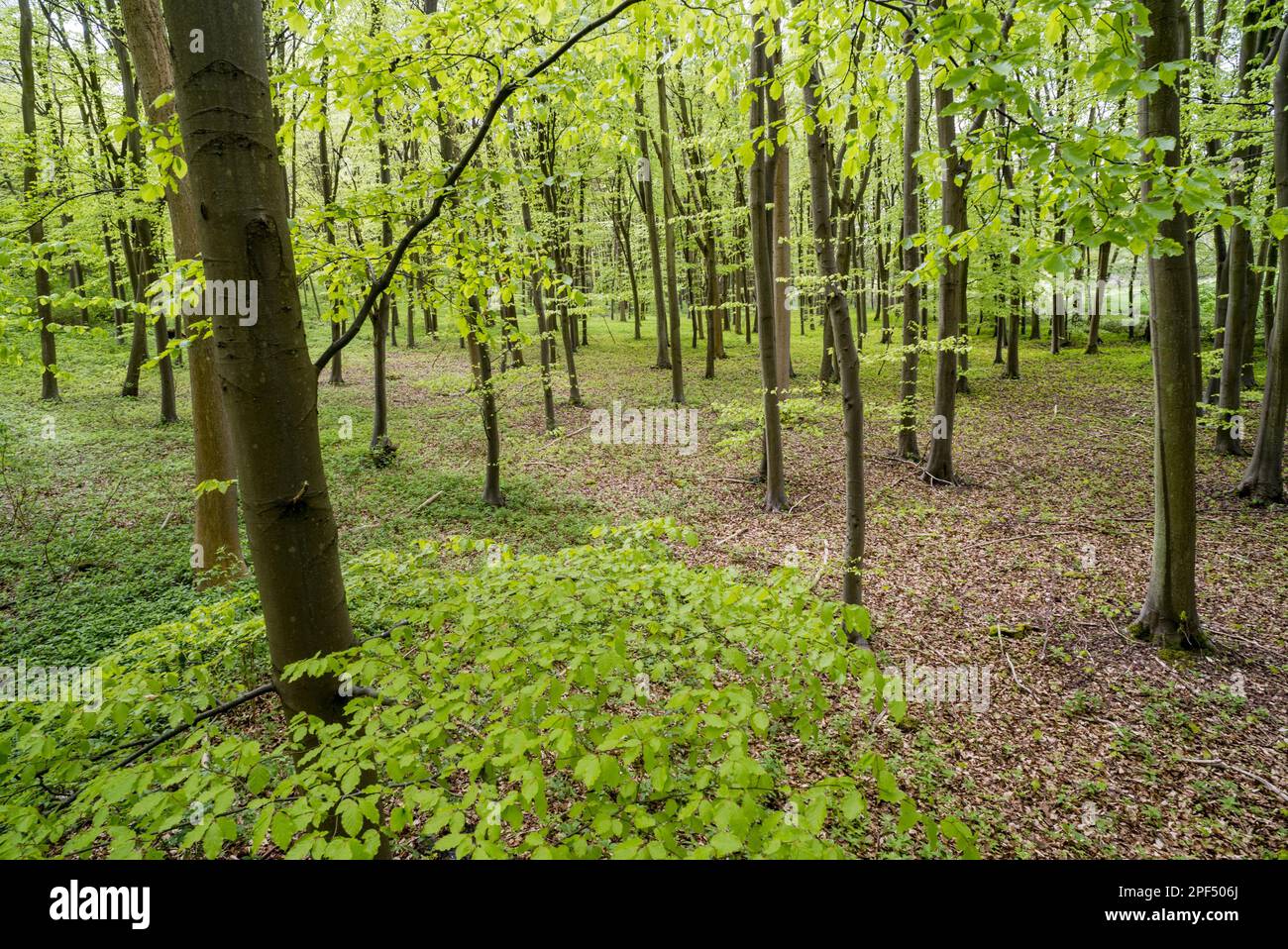 Common beech (Fagus sylvatica), growing in the forest, Kent, England ...