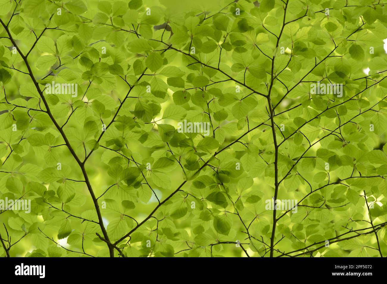 Common Beech (Fagus sylvatica) close-up of leaves, Jackson Coppice ...