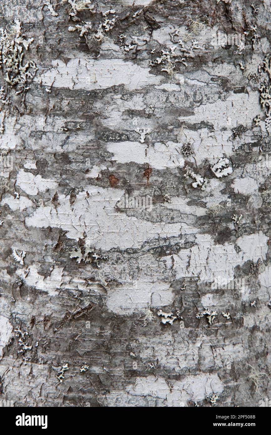 Roble Beech (Nothofagus obliqua) close-up of trunk, Escada Escondida ...