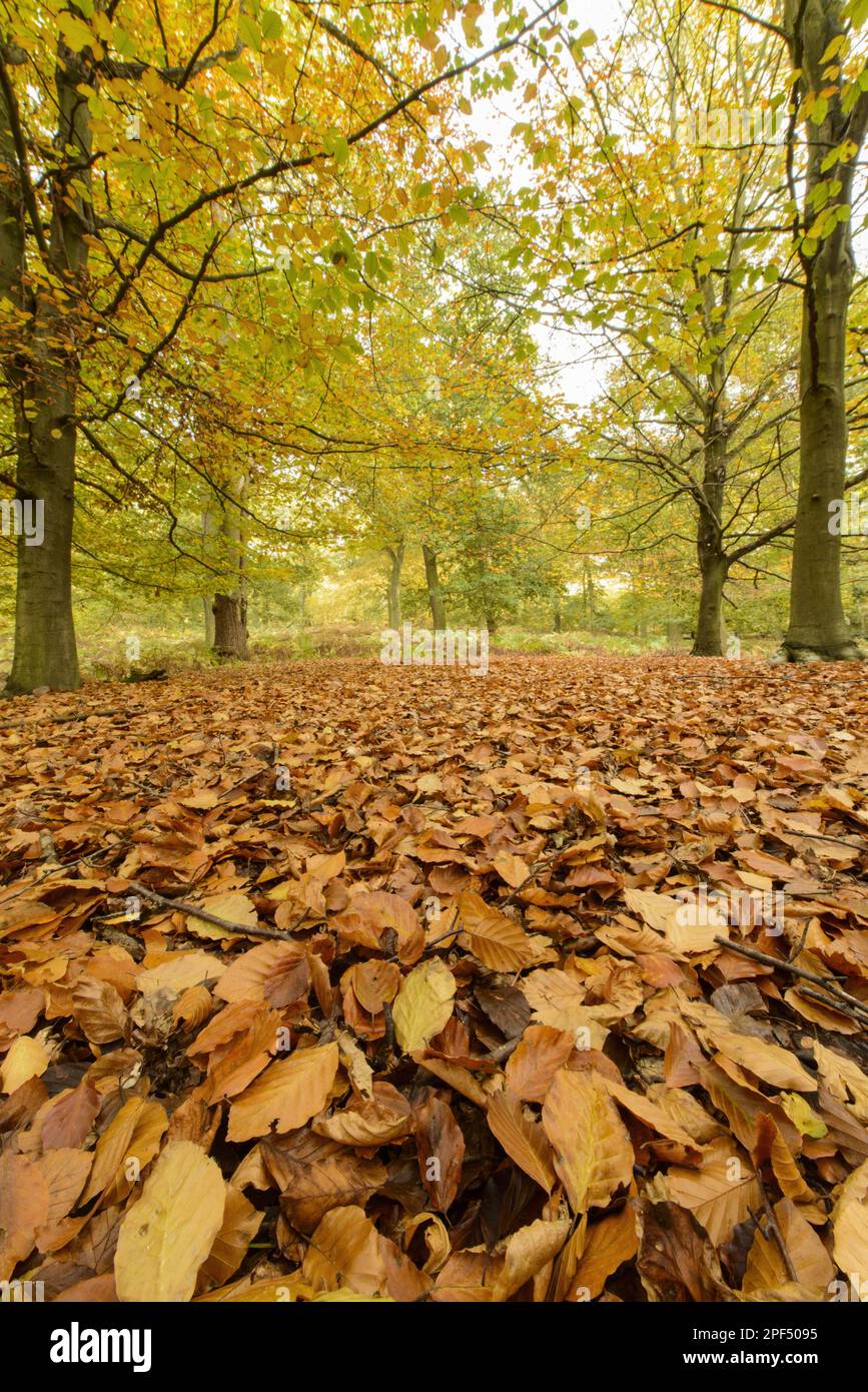 Common Beech (Fagus sylvatica) leaf litter on floor in woodland habitat ...