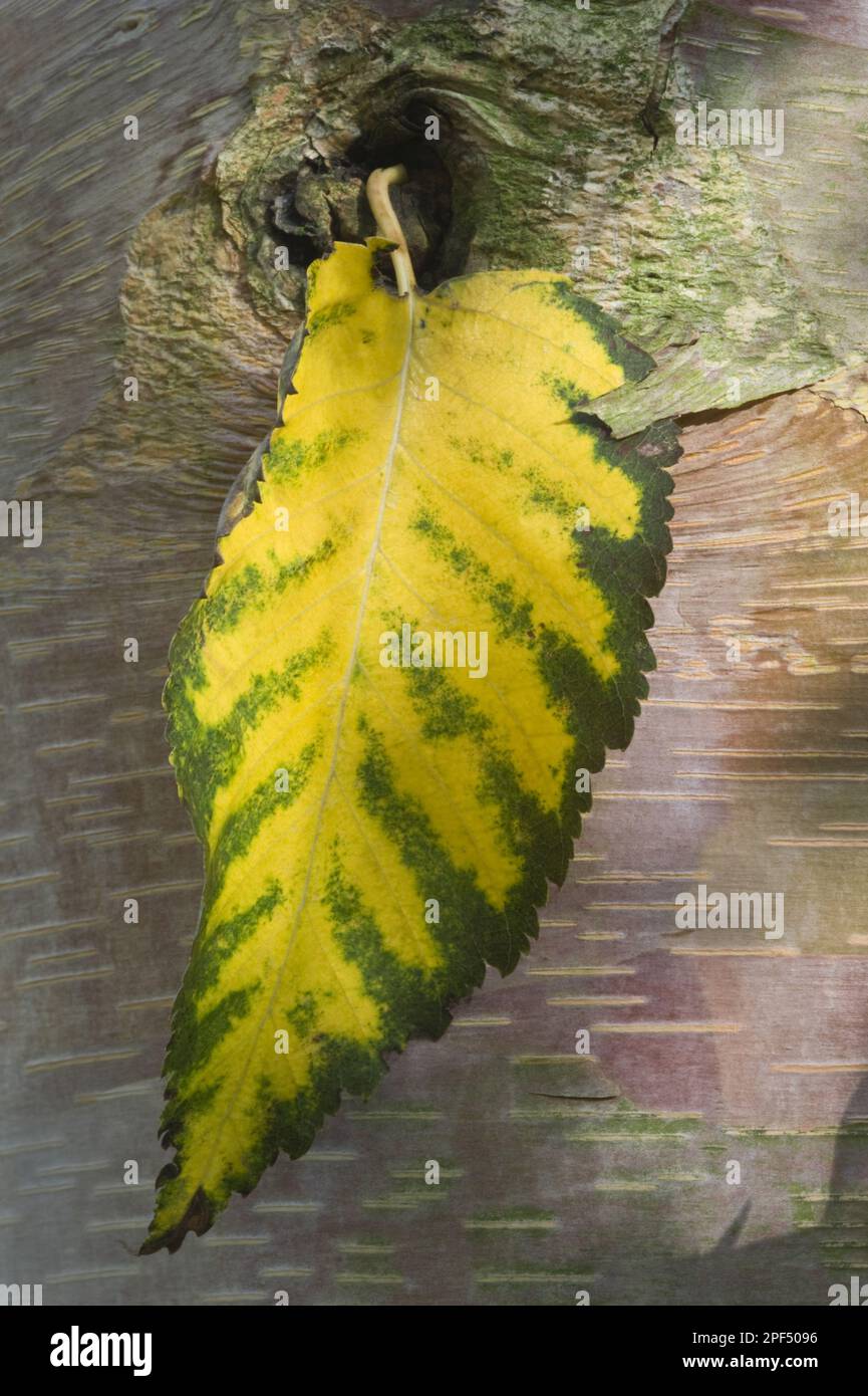 Chinese Red-barked Birch (Betula albo-sinensis) close-up of leaf and ...