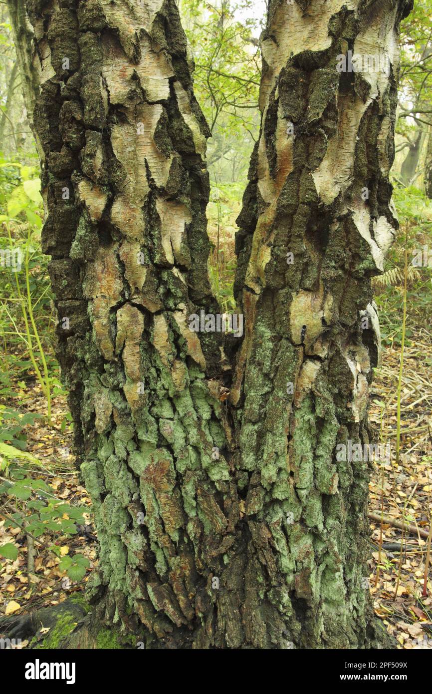 Silver Birch (Betula pendula) close-up of mature split trunk, Temple ...