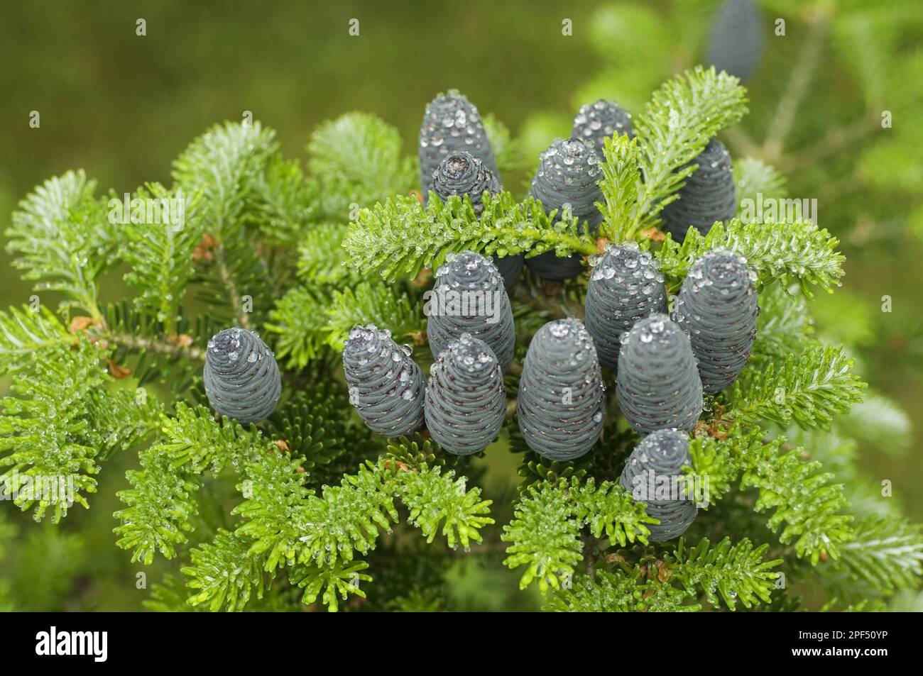 Korean korean fir (Abies koreana) close-up of cones and needles Stock ...