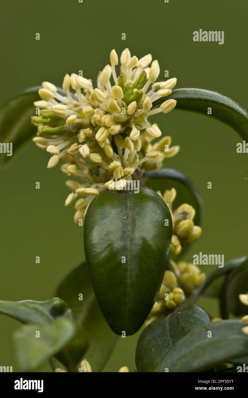 Big stamen hi-res stock photography and images - Alamy