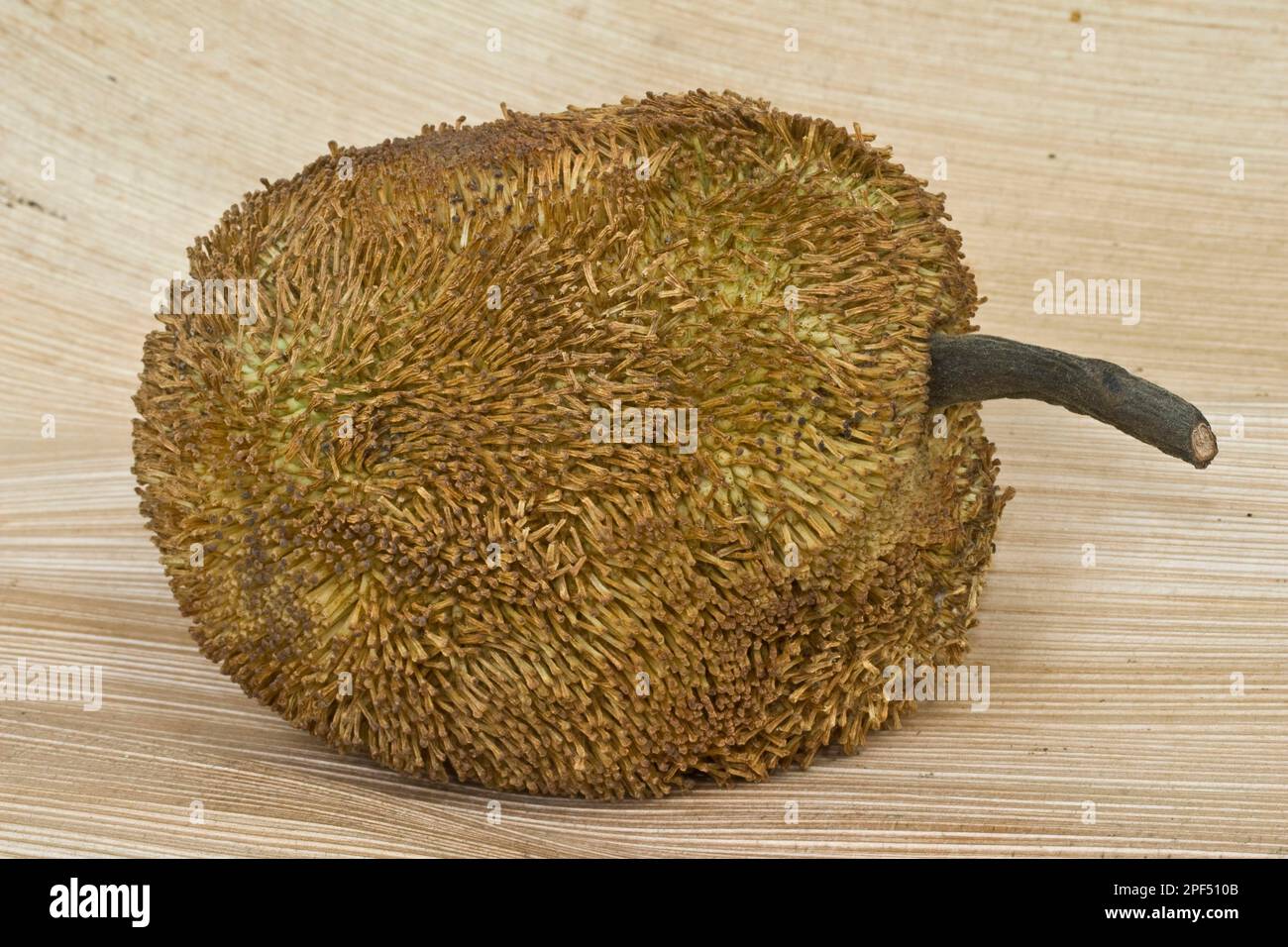 Breadfruit (Artocarpus altilis) picked ripe fruit, Palawan Island ...