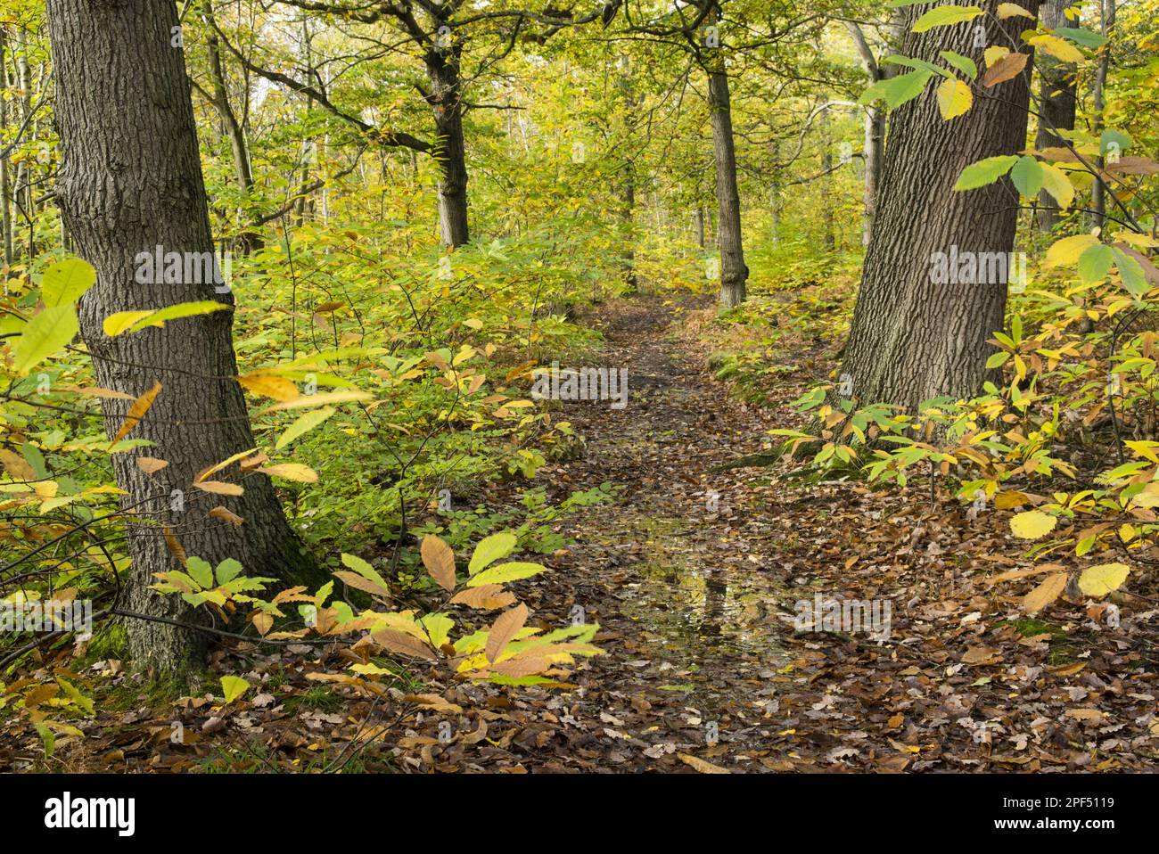 Forest habitat of chestnut (Castanea sativa), with autumn colouring of ...