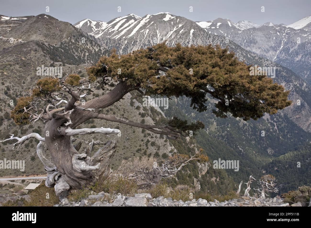 Italian cypress (Cupressus sempervirens forma horizontalis) native old ...