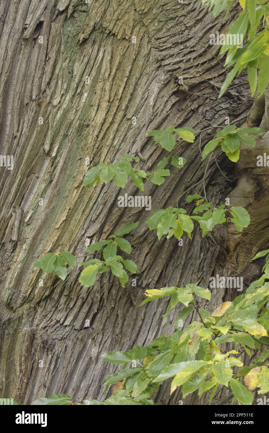 Sweet Chestnut (Castanea sativa) close-up of bark and leaves of mature ...