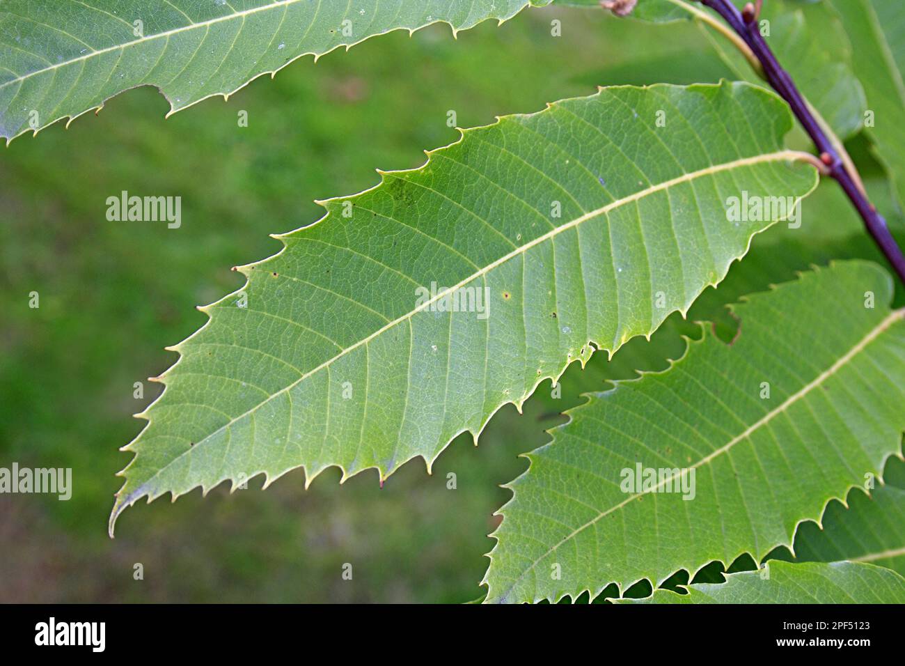 Sweet Chestnut (Castanea sativa) close-up of leaves, growing in ...