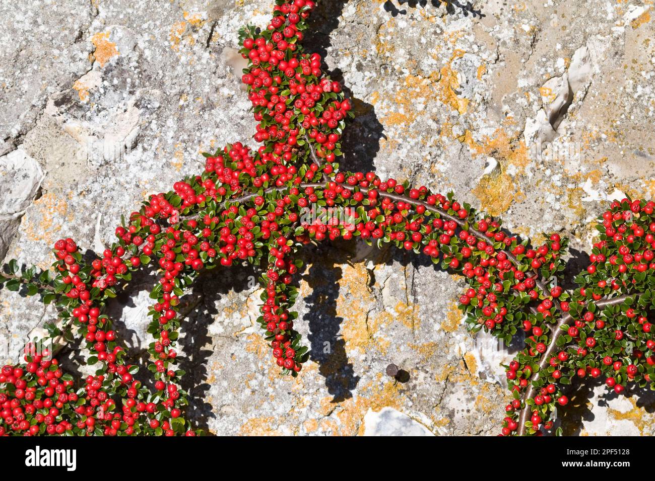 Wall Cotoneaster (Cotoneaster horizontalis) close-up of ripe berries ...