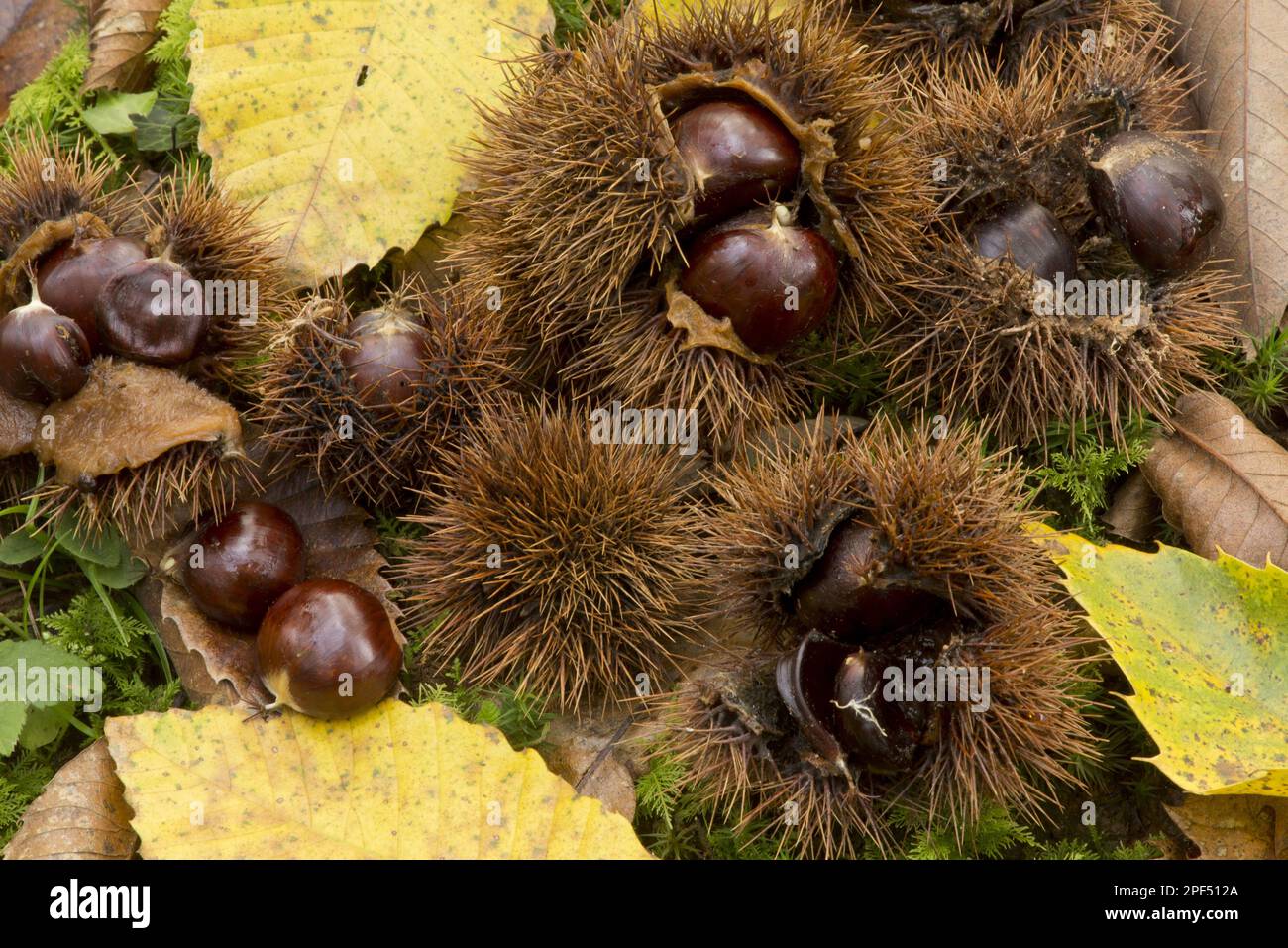 Chestnut, Sweet Chestnut (Castanea sativa), Chestnut, Beech family ...