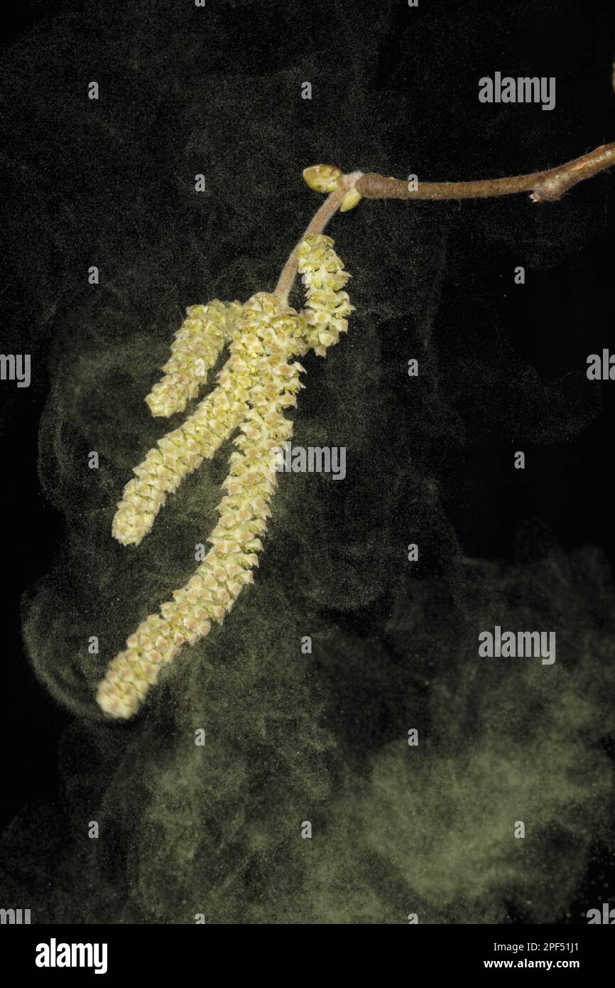 Pollen count hazel hi-res stock photography and images - Alamy