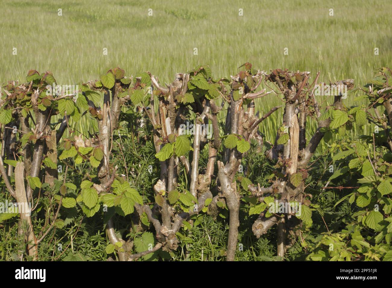Common Hazel (Corylus avellana) growing in cut hedgerow at edge of ...