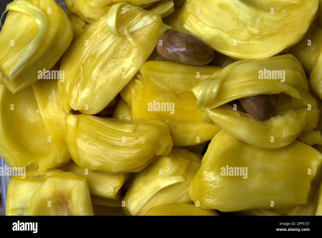 Chempedak (Artocarpus integrifolia) seed with outer shell, Trivandrum ...