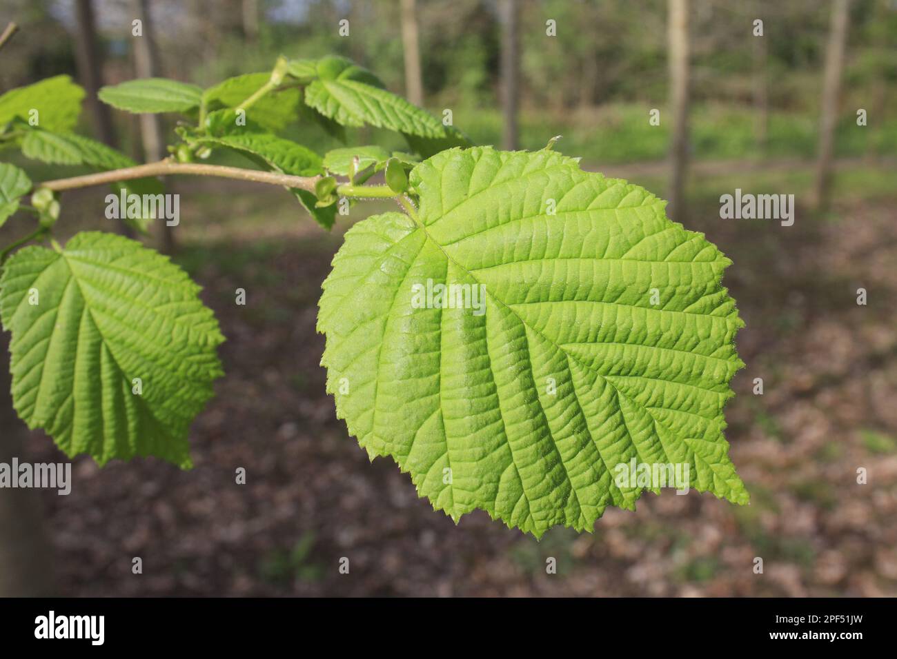 Common common hazel (Corylus avellana) close-up of leaves, growing in ...