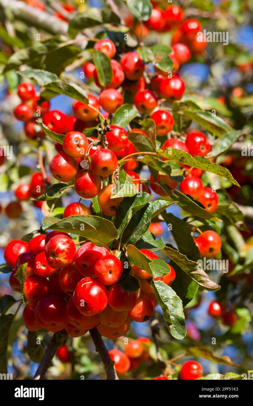 Cultivated ornamental apple (Malus sp.) fruit, on tree in sunshine ...