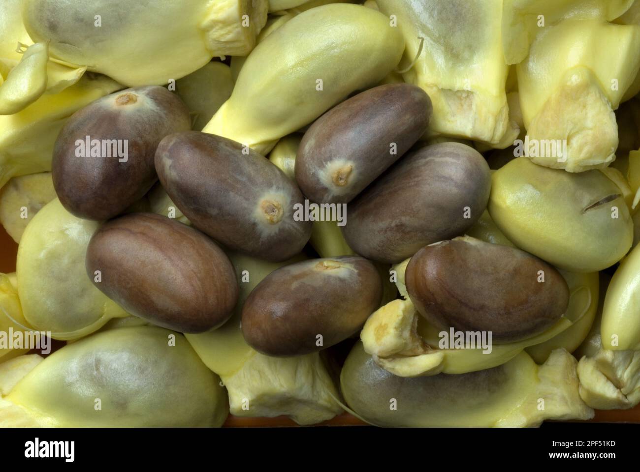 Chempedak (Artocarpus integrifolia) seeds with and without outer shell ...