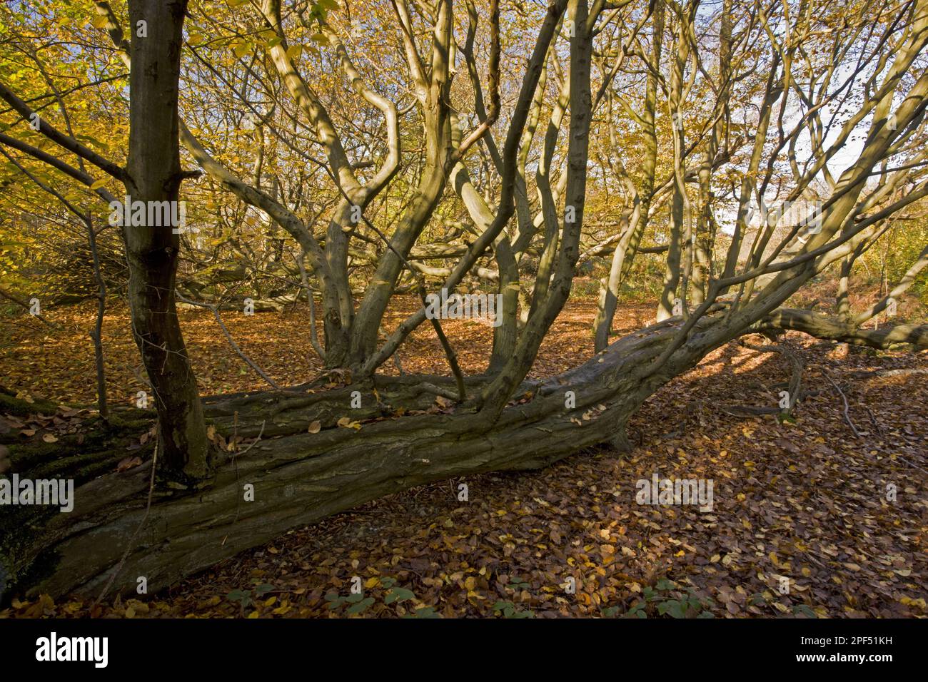 European european hornbeam (Carpinus betulus) old fallen trunk, Great ...