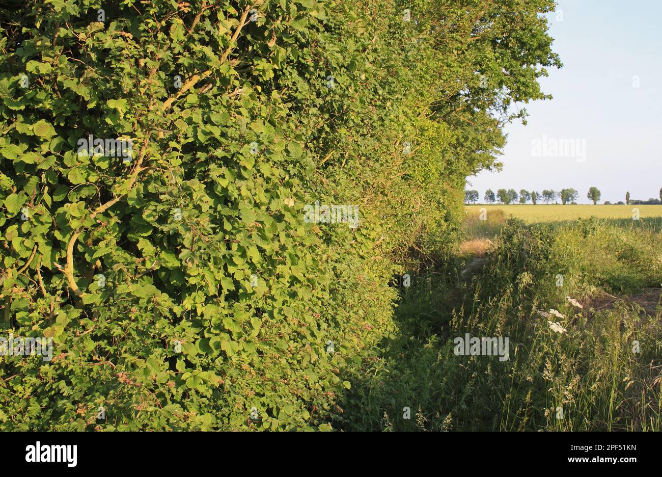 Common Hazel (Corylus avellana) habit, growing in hedgerow at edge of ...