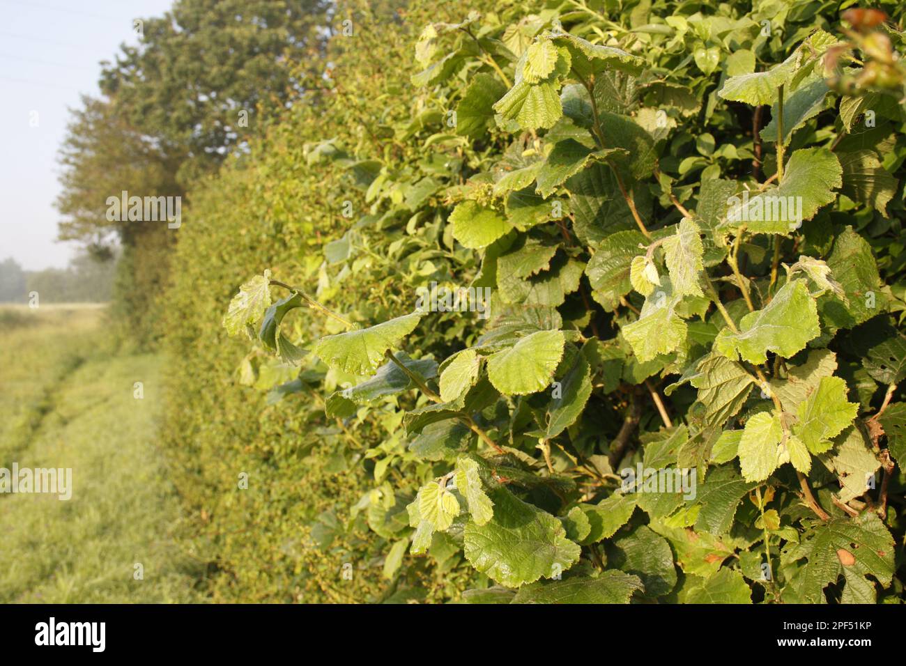 Leaves of common hazel (Corylus avellana), growing in hedgerows on ...