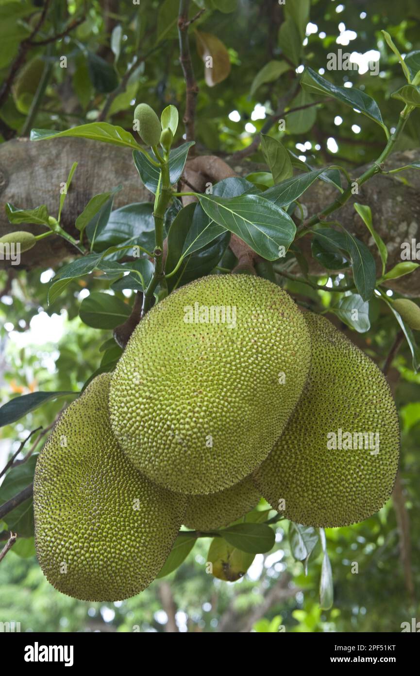 Guyana Fruit Whitee
