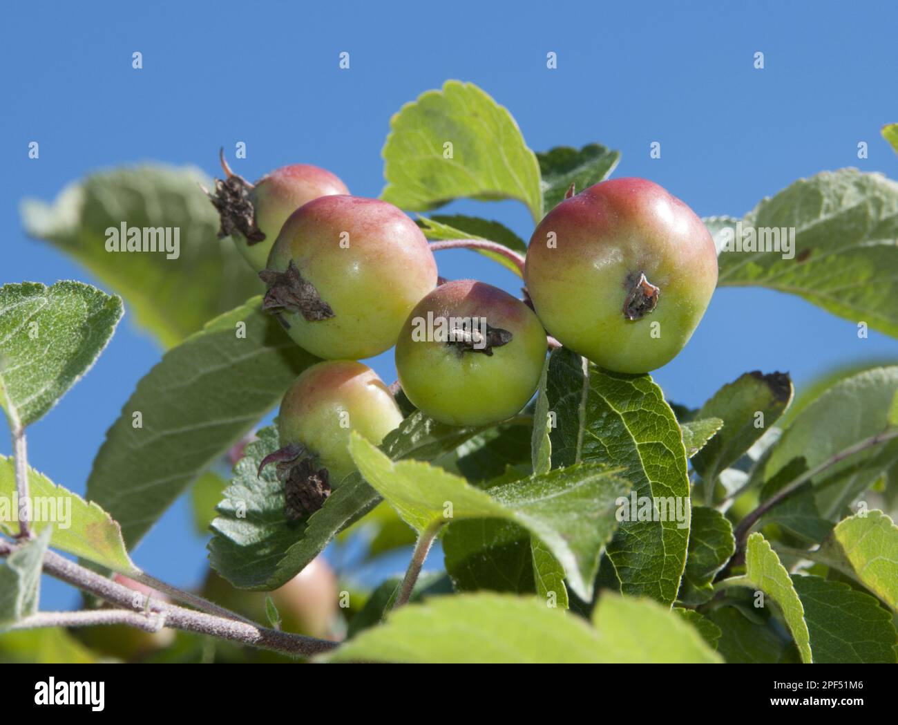 Cultivated ornamental apple (Malus sp.) 'Evereste', close-up of fruit ...