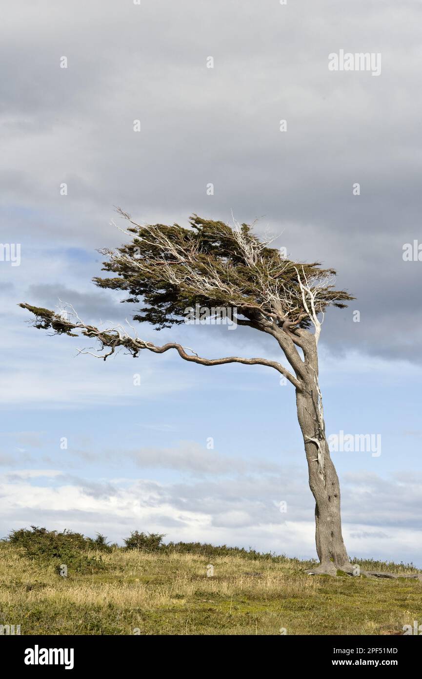 Lenga tree hi-res stock photography and images - Alamy