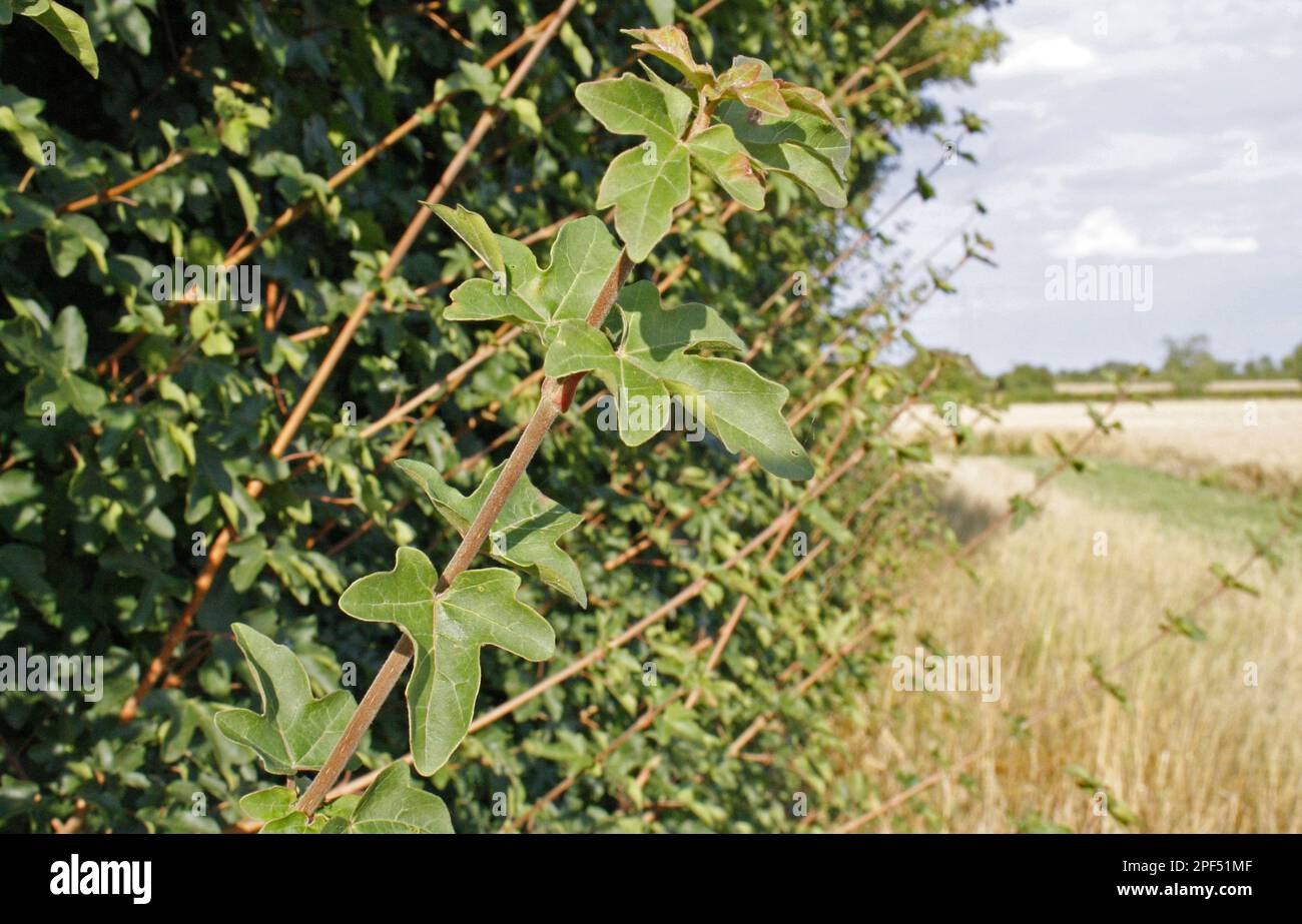 Field maple (Acer campestre) close-up of leaves growing in hedge ...