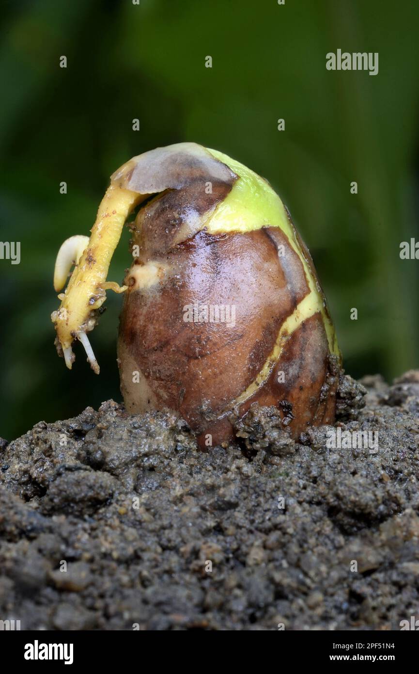 Chempedak (Artocarpus integrifolia) germinating seed with sprouting ...