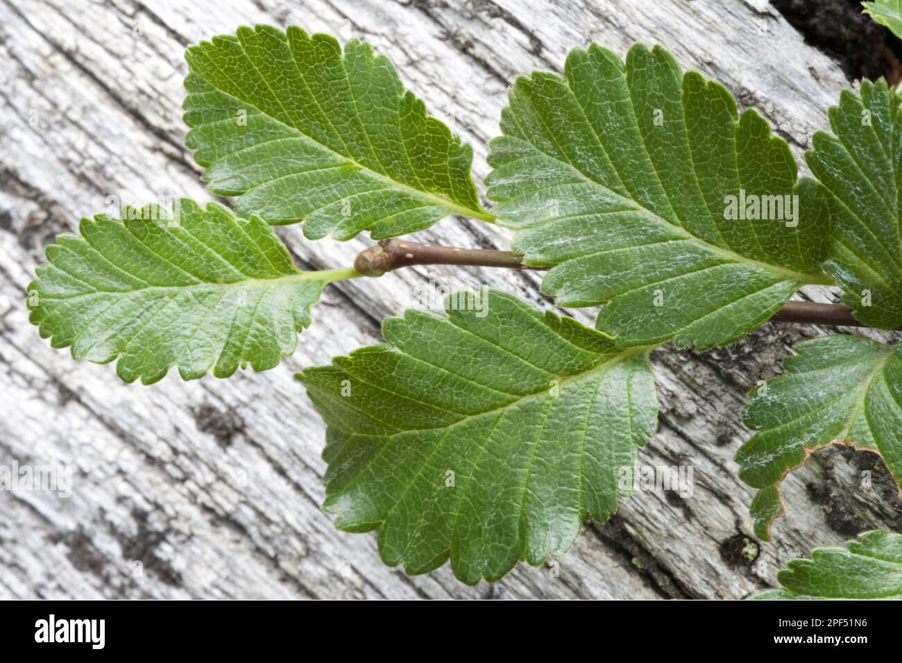 Lenga beech (Nothofagus pumilio) close-up of leaves, Torres del Paine N ...