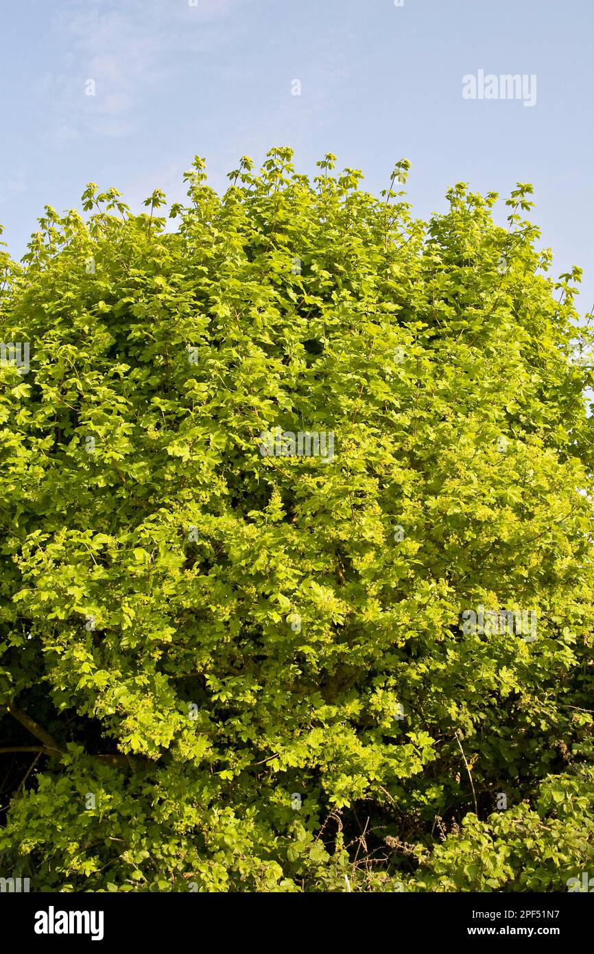 Field maple (Acer campestre) spring foliage, growing in hedge, Dorset ...
