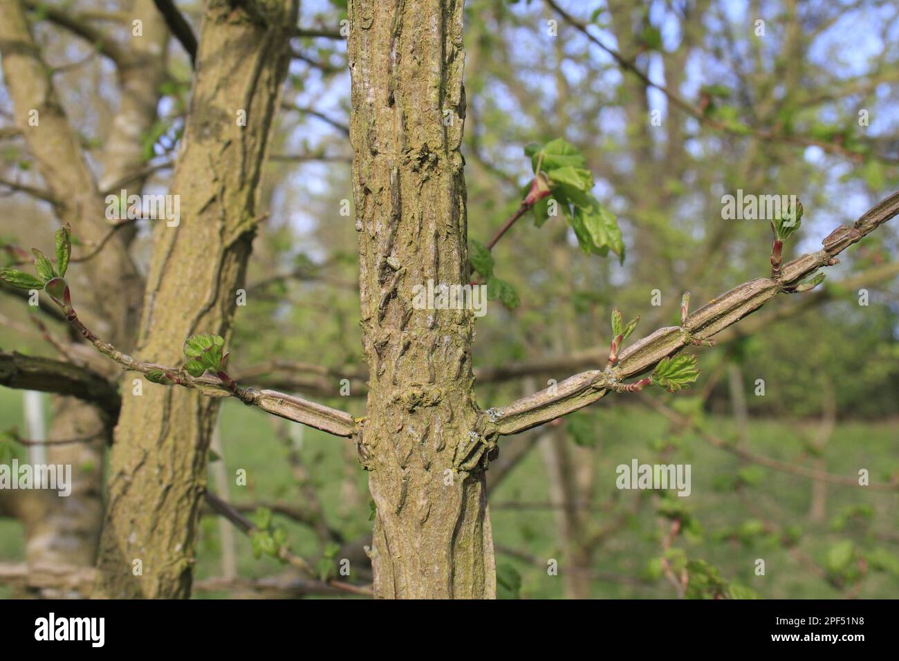 Field maple (Acer campestre) close-up of 'corky' branches growing in ...