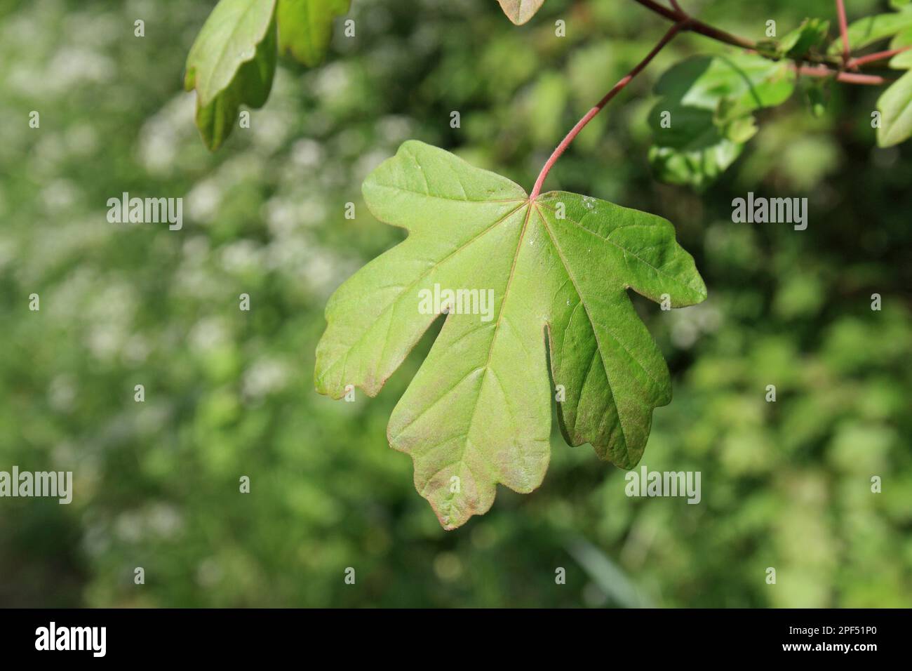 Field maple (Acer campestre) close-up of leaf growing in hedge ...