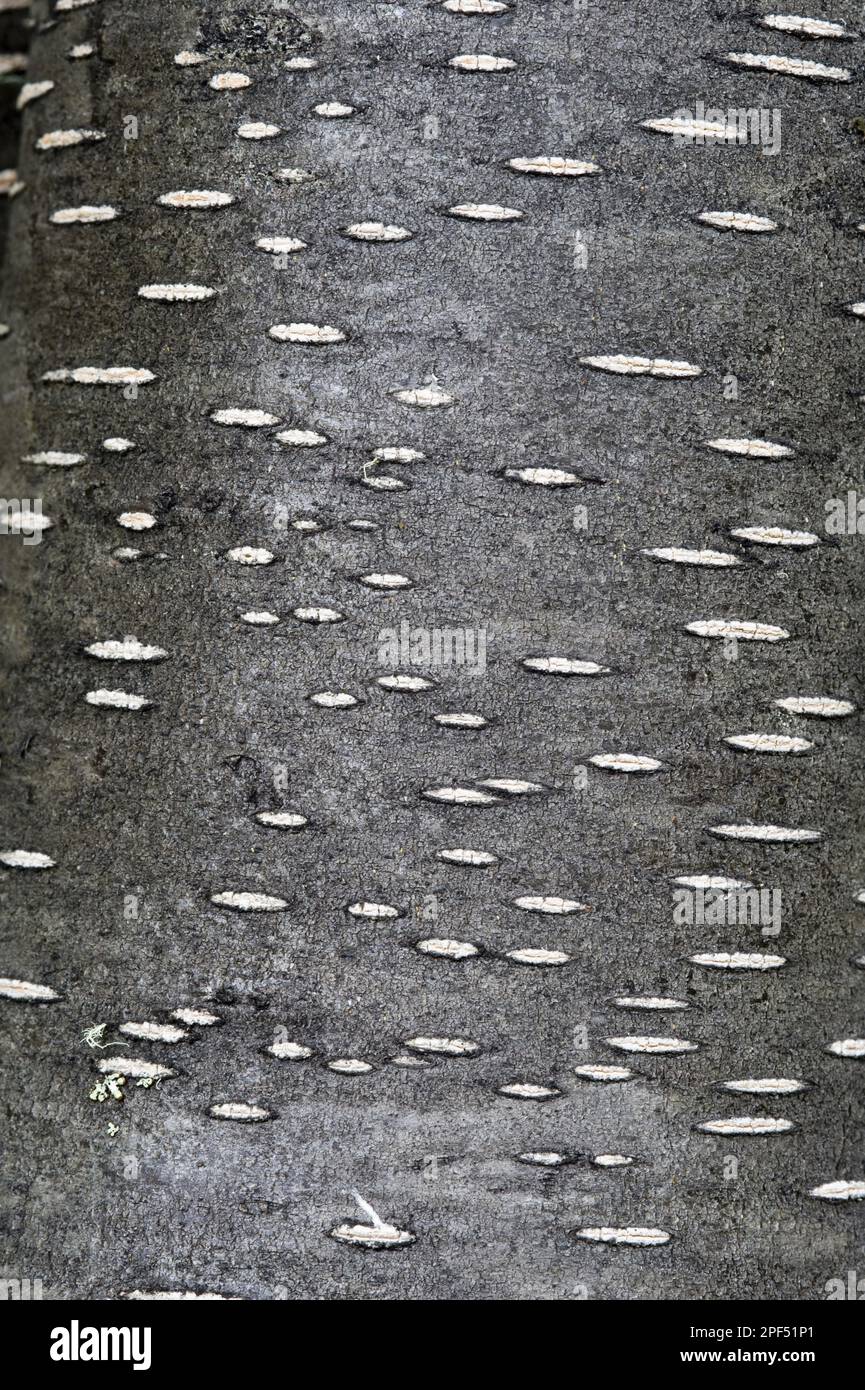 Lenga tree hi-res stock photography and images - Alamy