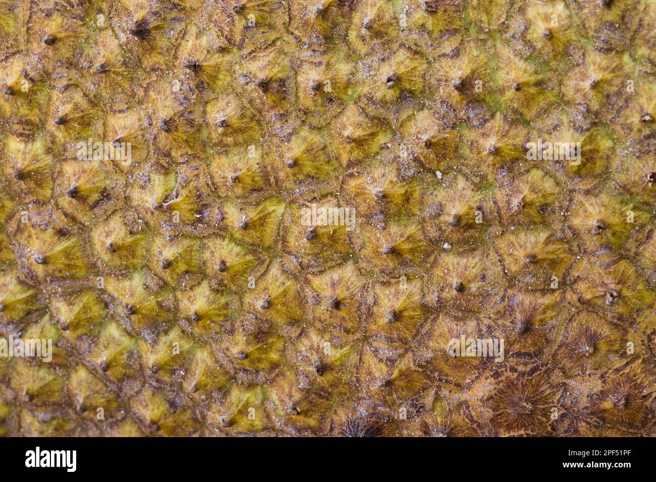 Jackfruit tree (Artocarpus heterophyllus) ripe fruit, close-up of skin ...