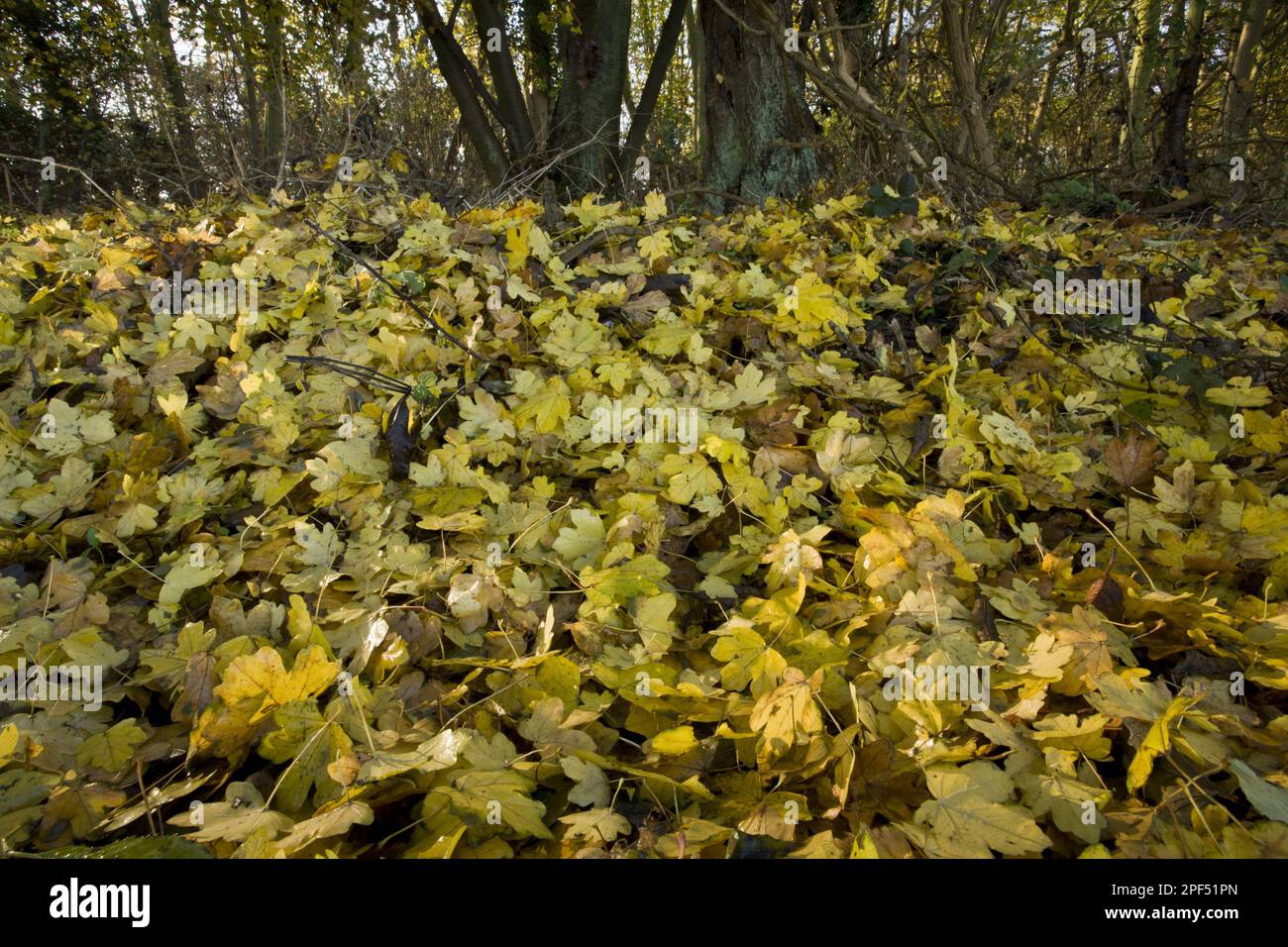 Field maple (Acer campestre) fallen leaves in deciduous woodland ...