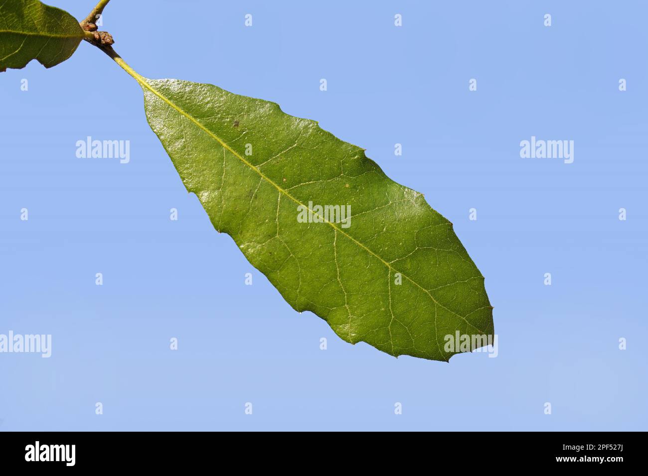 Holm Oak (Quercus ilex) introduced species, close-up of leaf, Suffolk ...